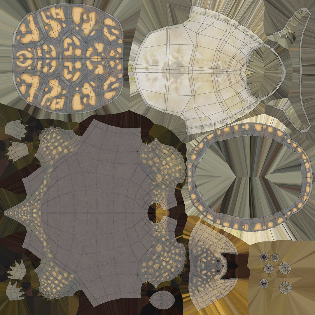 Box Turtle 3D - TurboSquid 2121217