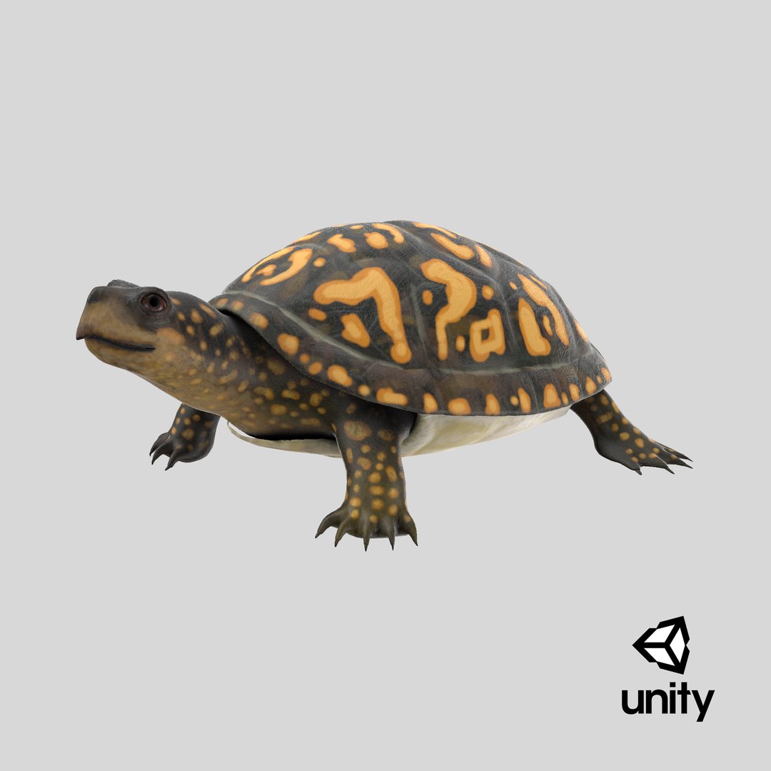 Box Turtle 3D - TurboSquid 2121217
