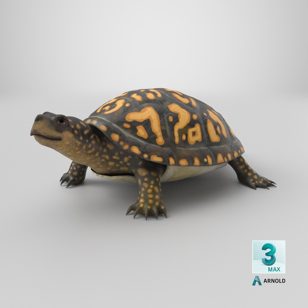 Box Turtle 3D - TurboSquid 2121217