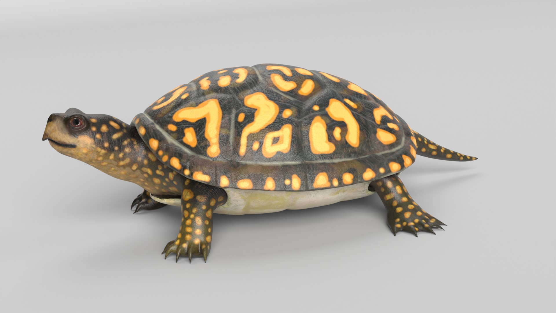 Box Turtle 3D - TurboSquid 2121217