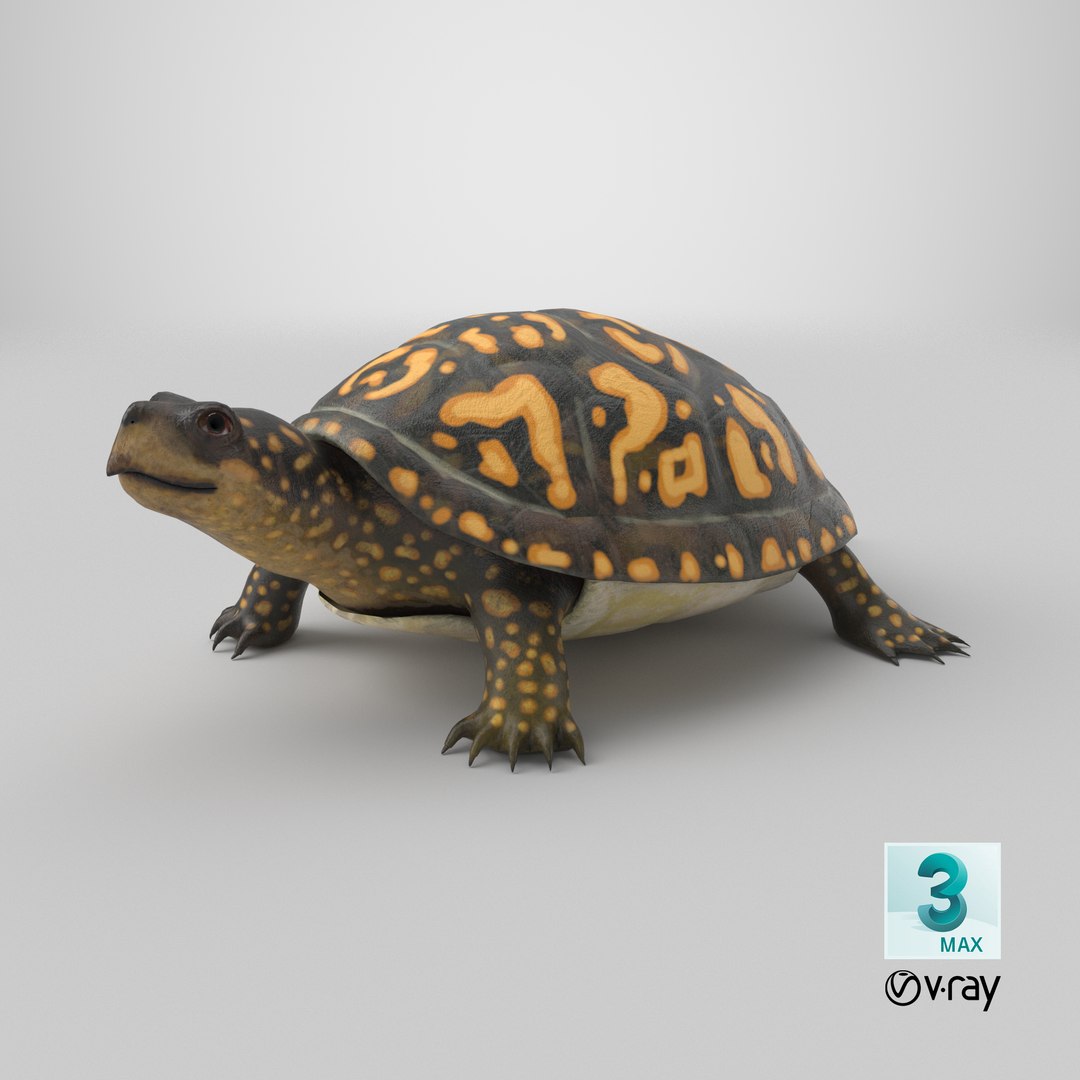 Box Turtle 3D - TurboSquid 2121217