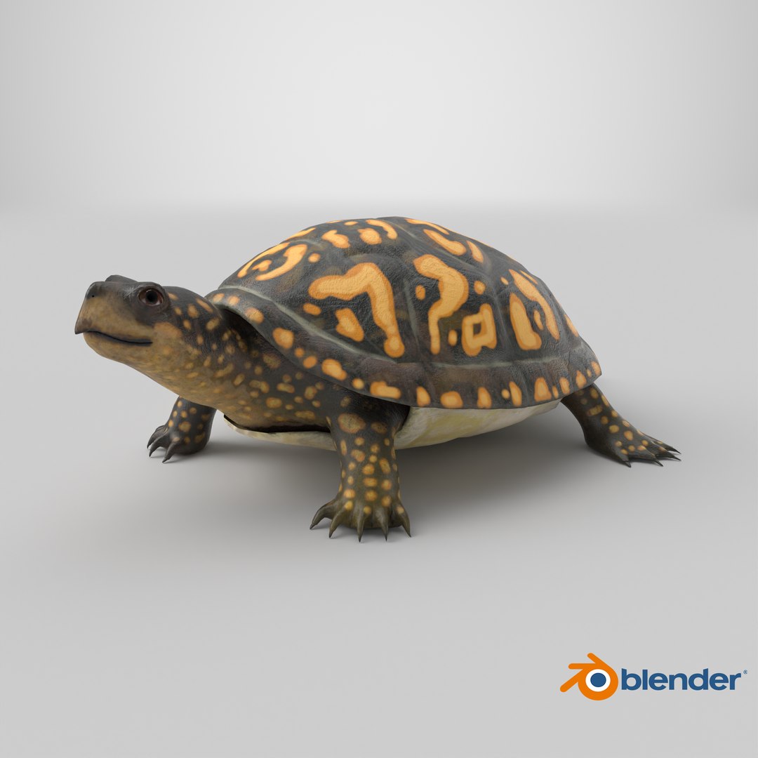 Box Turtle 3D - TurboSquid 2121217