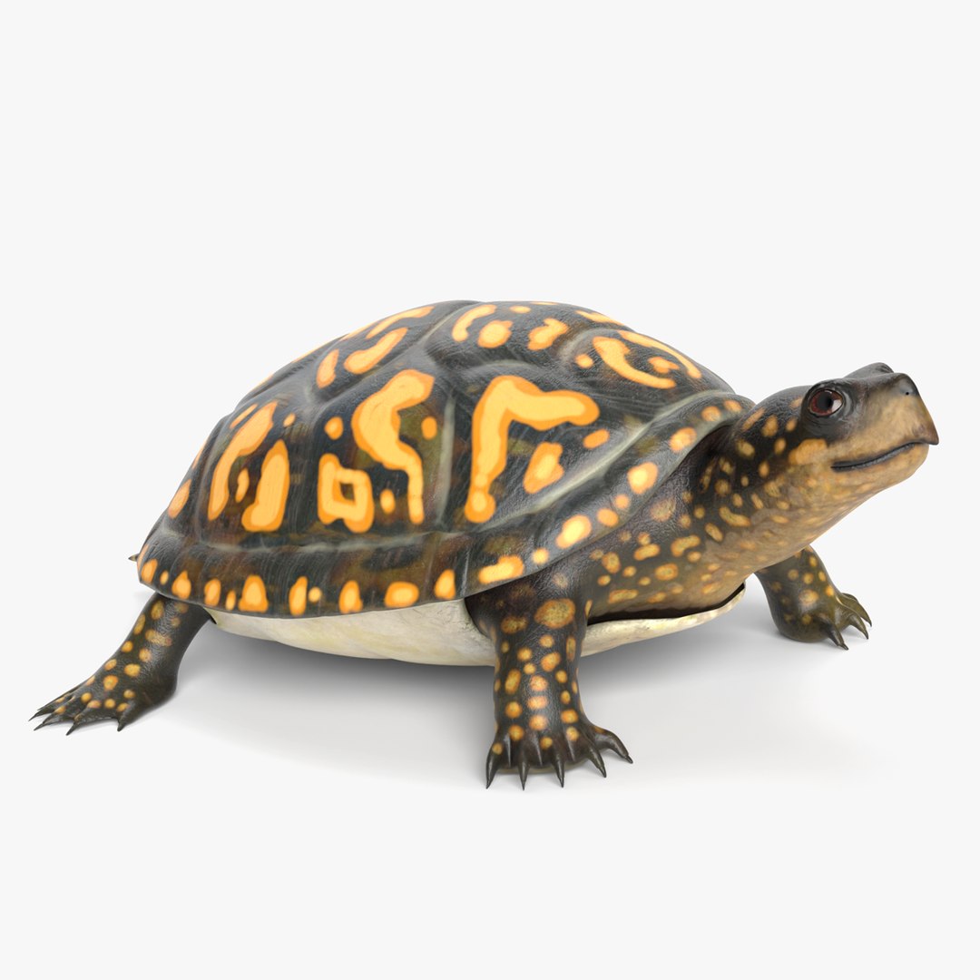 Box Turtle 3D - TurboSquid 2121217