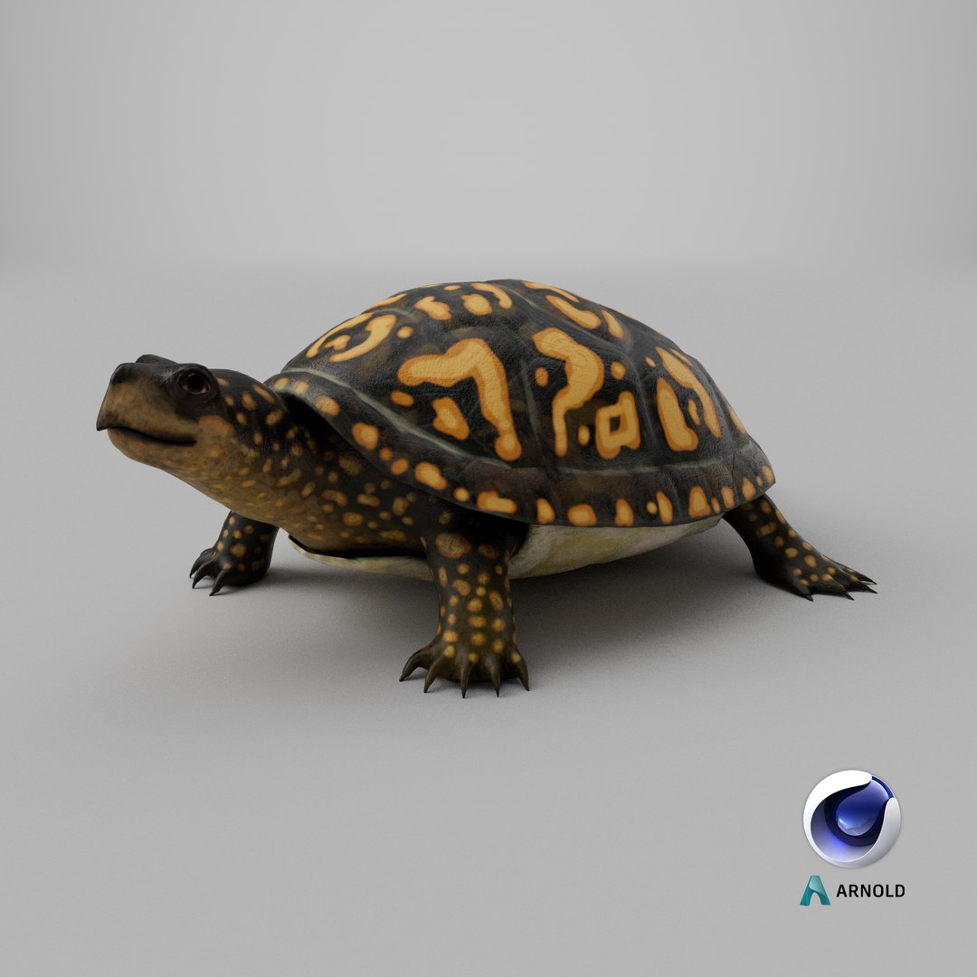 Box Turtle 3D - TurboSquid 2121217