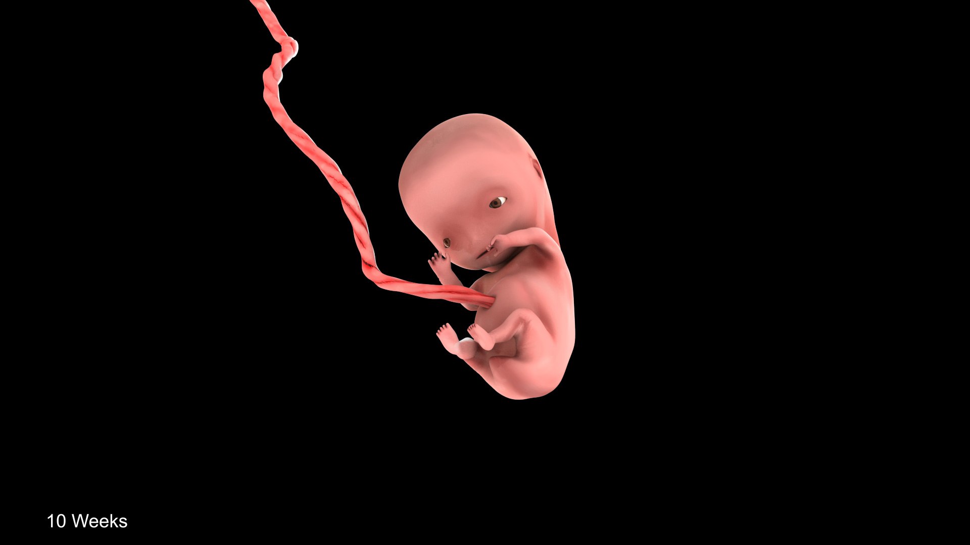 3D Animated And Morphed Human Fetus - TurboSquid 2036248