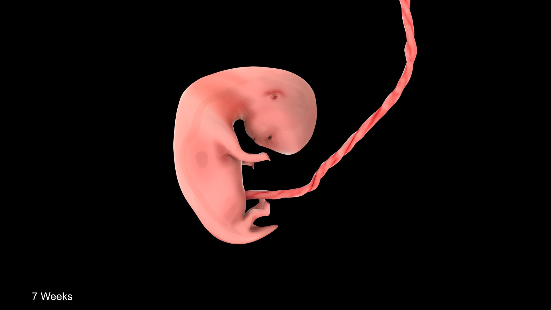 3D Animated And Morphed Human Fetus - TurboSquid 2036248