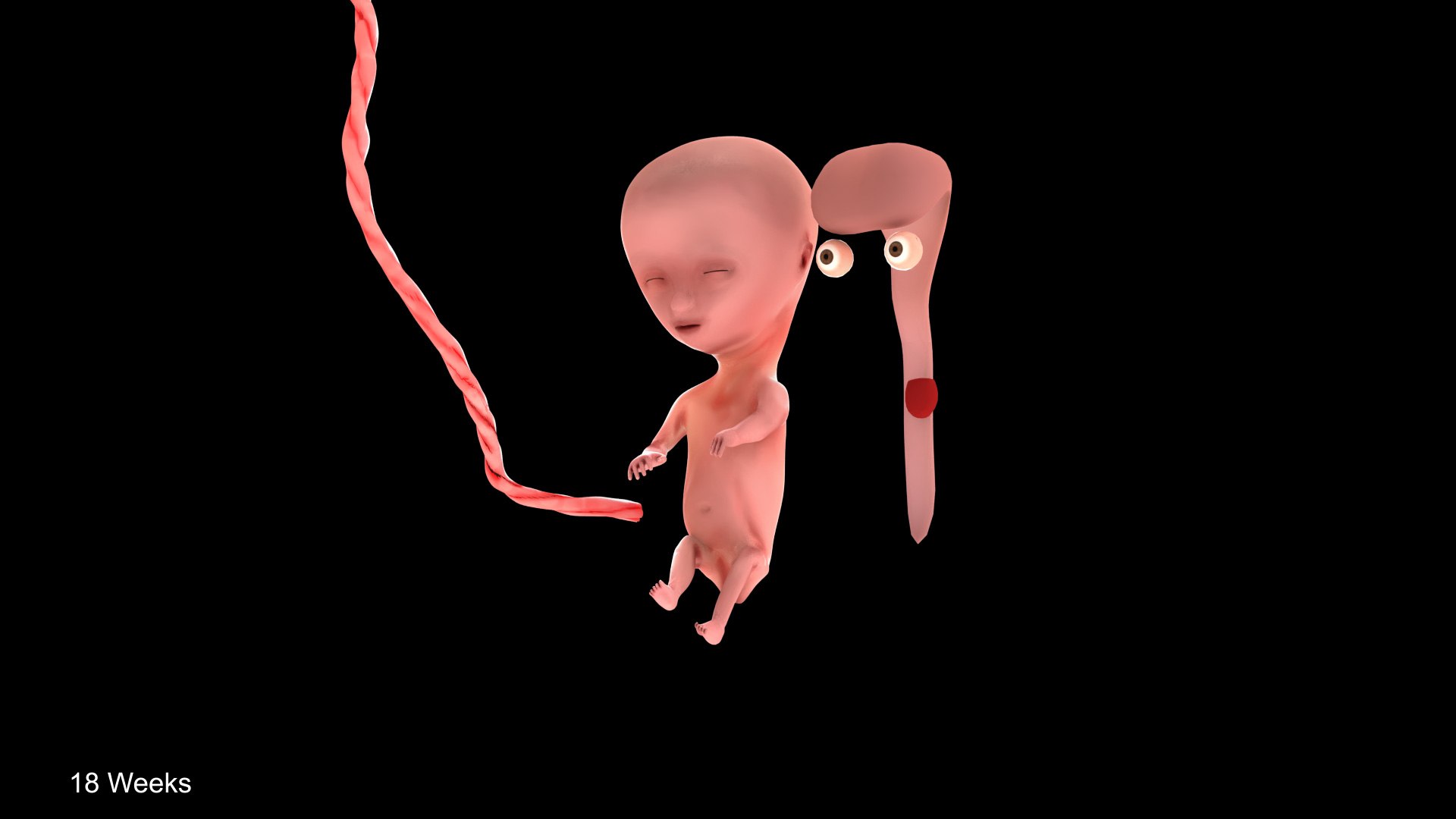 3D Animated And Morphed Human Fetus - TurboSquid 2036248