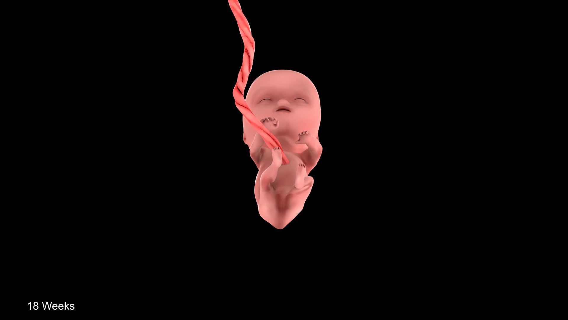 3D Animated and Morphed Human Fetus - TurboSquid 2036248