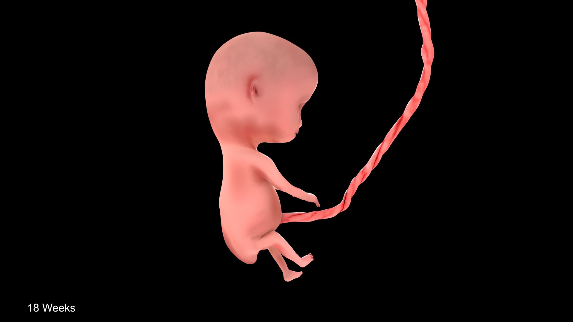 3D Animated and Morphed Human Fetus - TurboSquid 2036248