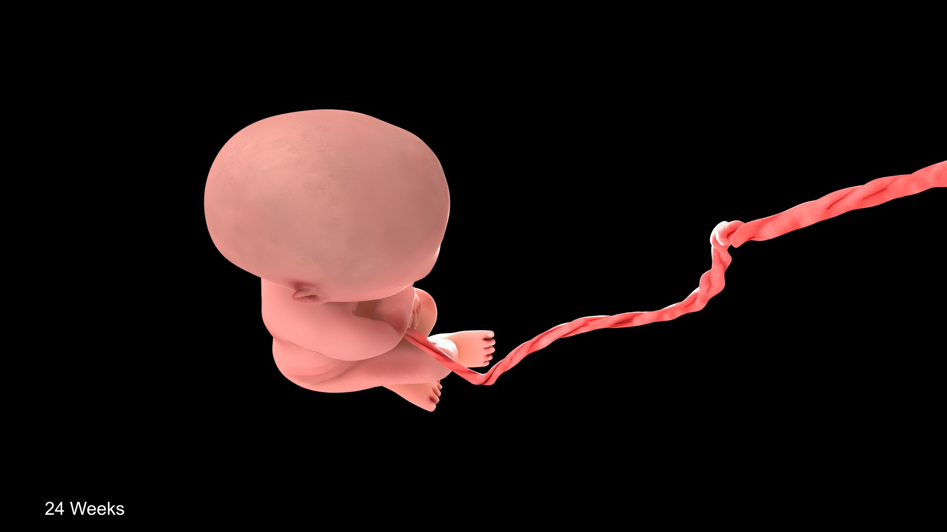 3D Animated and Morphed Human Fetus - TurboSquid 2036248