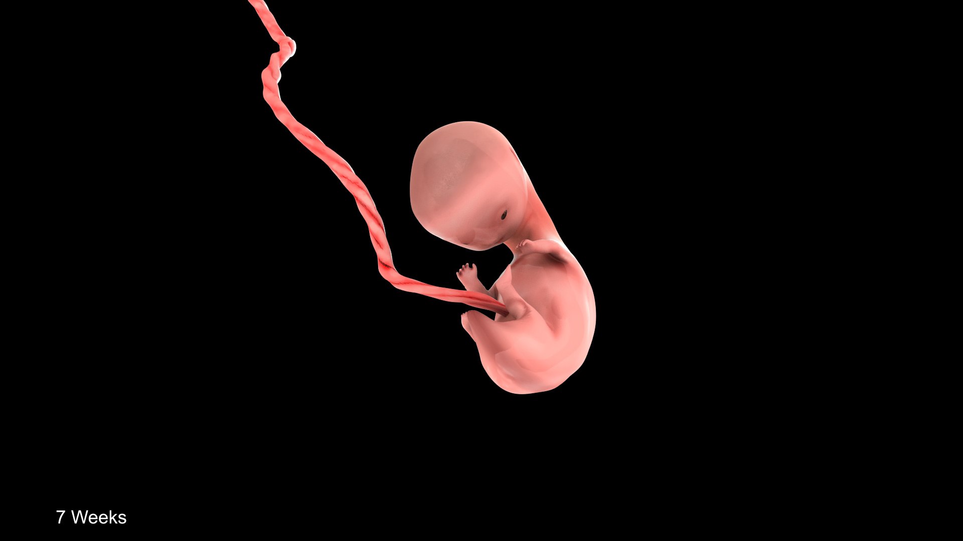 3D Animated and Morphed Human Fetus - TurboSquid 2036248