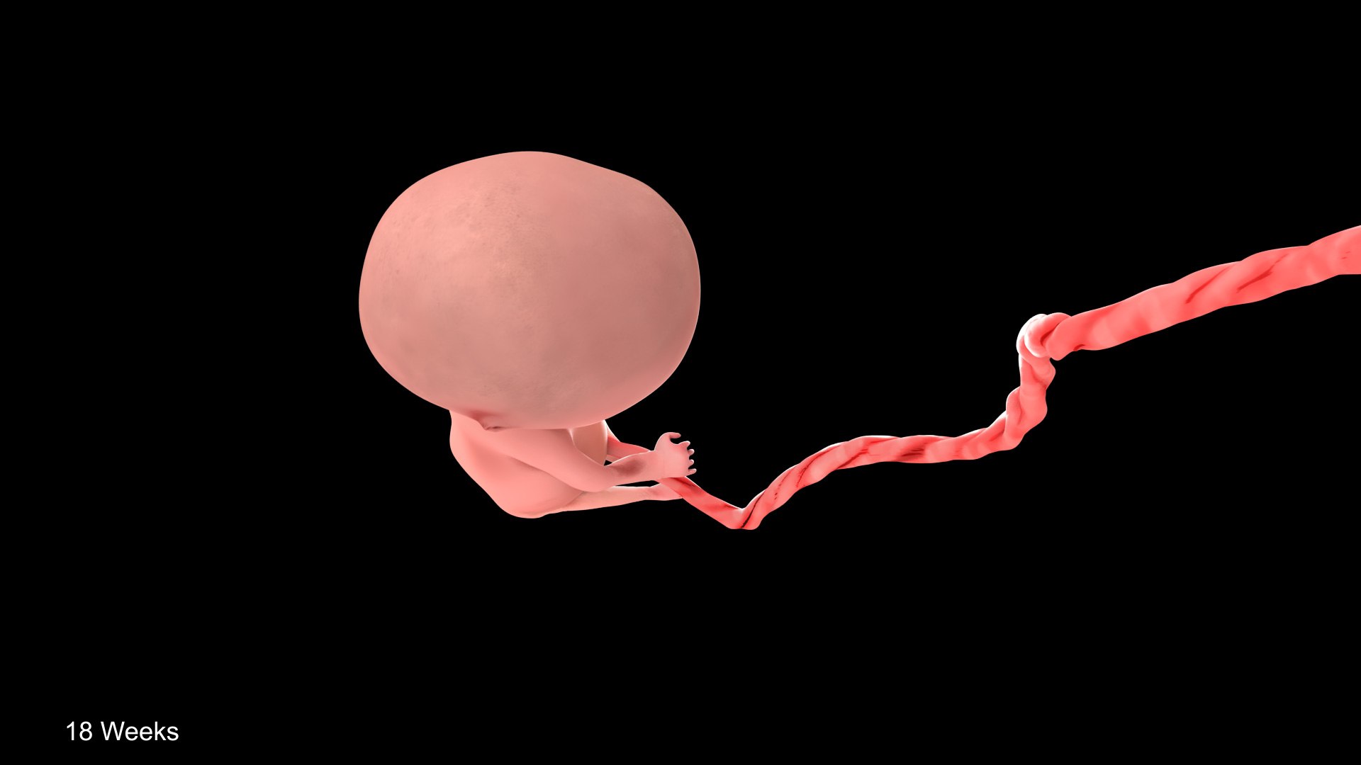 3D Animated and Morphed Human Fetus - TurboSquid 2036248