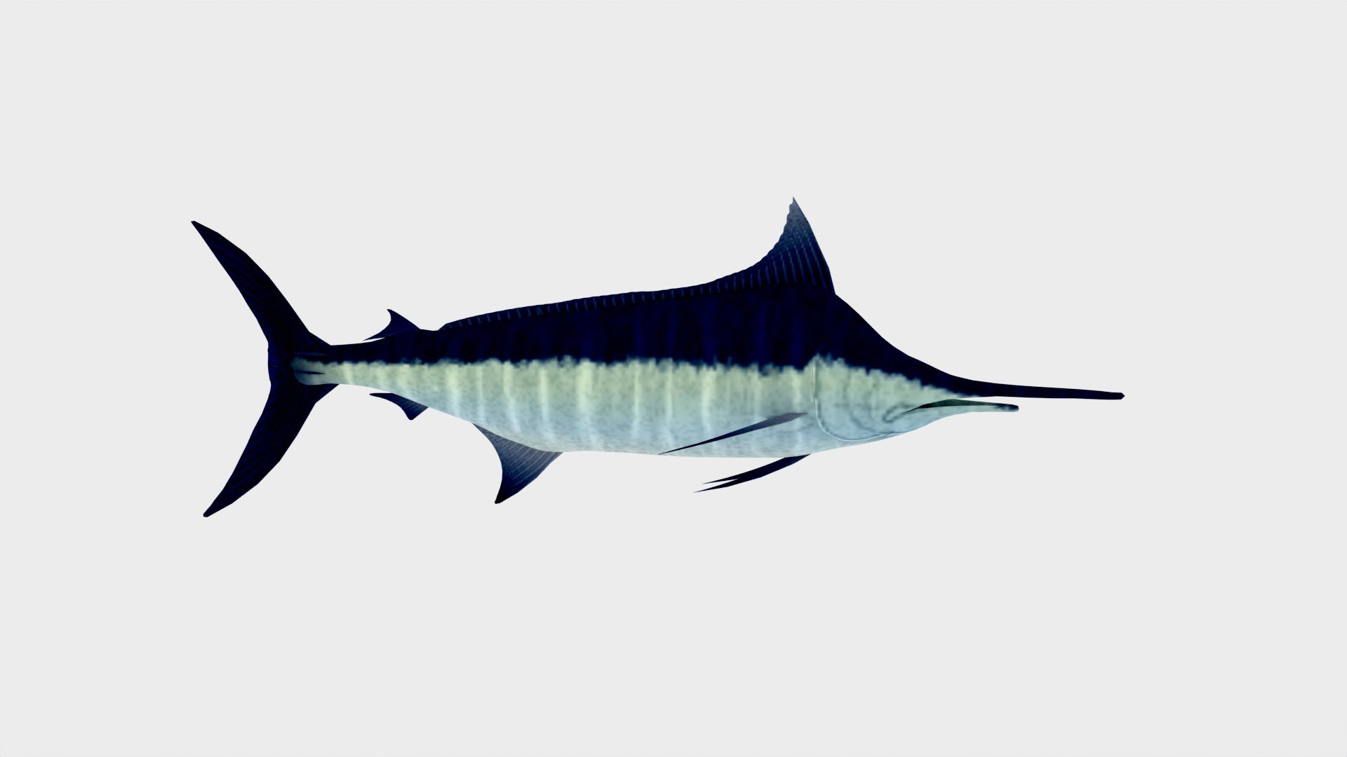 Atlantic Blue Marlin Fish 3D Model Low Poly Model - TurboSquid 2242553
