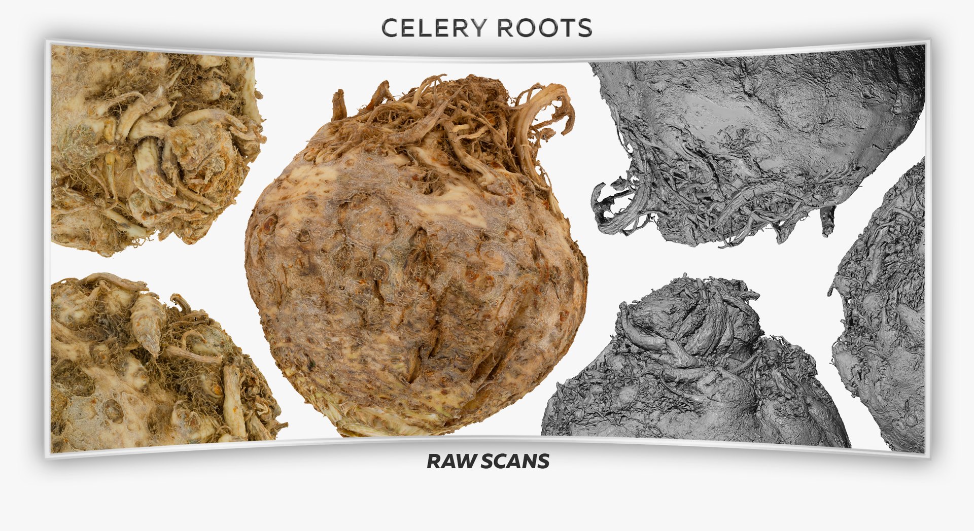 3D Celery Roots Collection 02 - 3 Models RAW Scans - TurboSquid 1836376