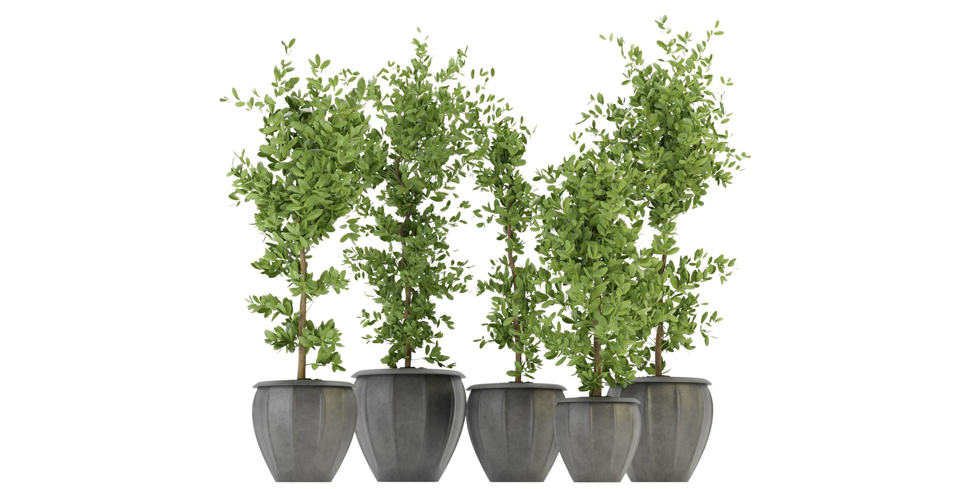 3D Collection Plant Vol 299 - Blender Model - TurboSquid 2092148