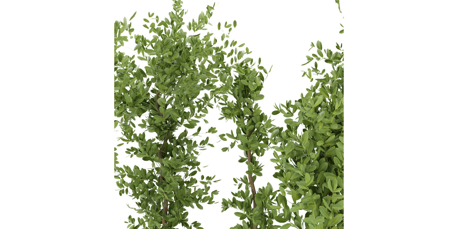 3D Collection Plant Vol 299 - Blender Model - TurboSquid 2092148