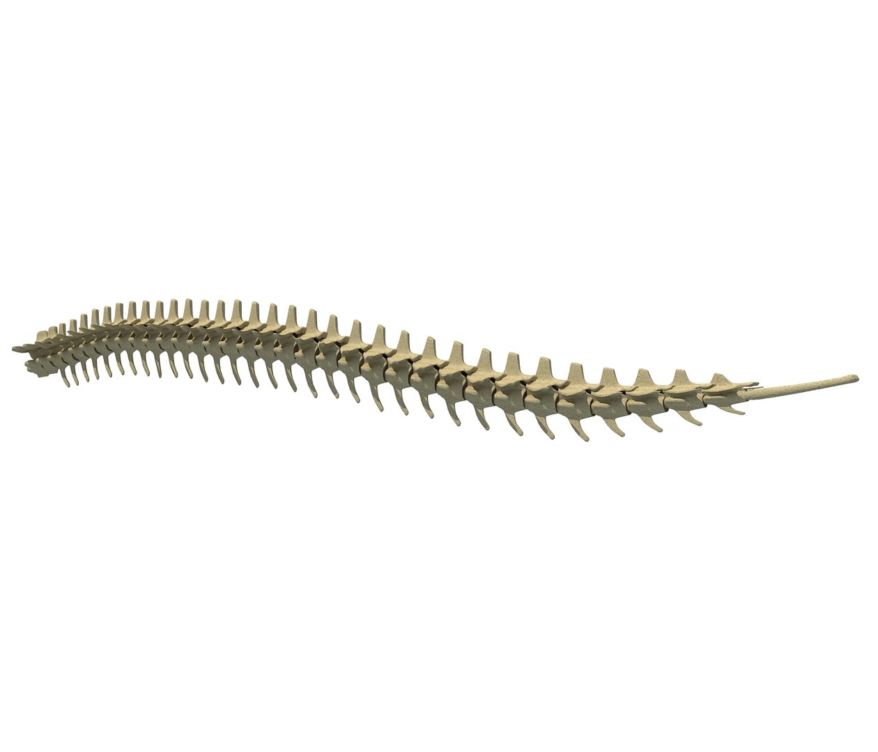 3D Animal Tail Skeleton Model - TurboSquid 1177988