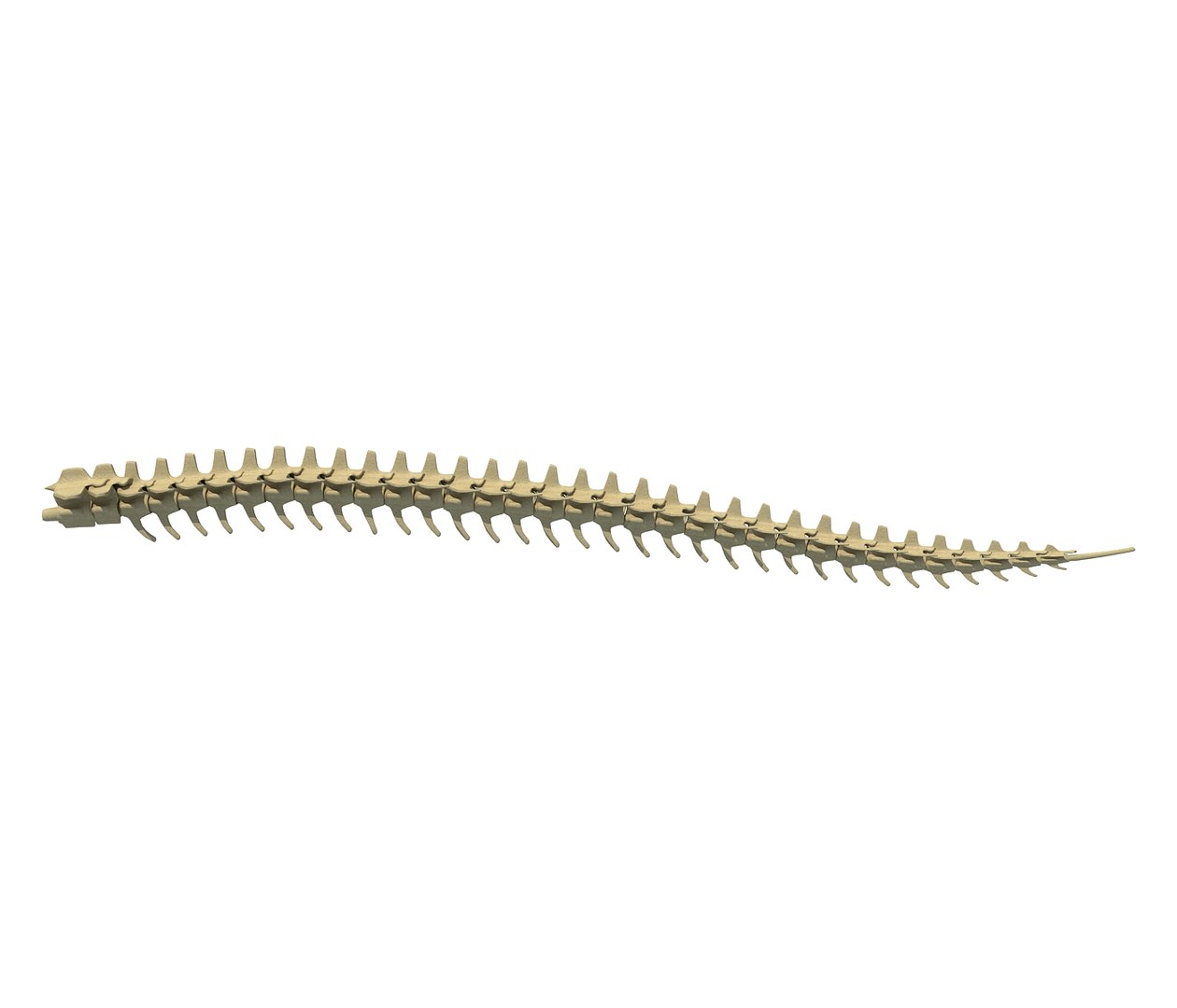 3D Animal Tail Skeleton Model - TurboSquid 1177988