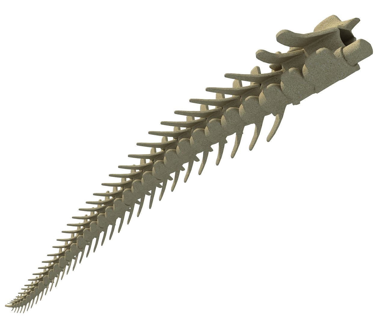 3D Animal Tail Skeleton Model - TurboSquid 1177988