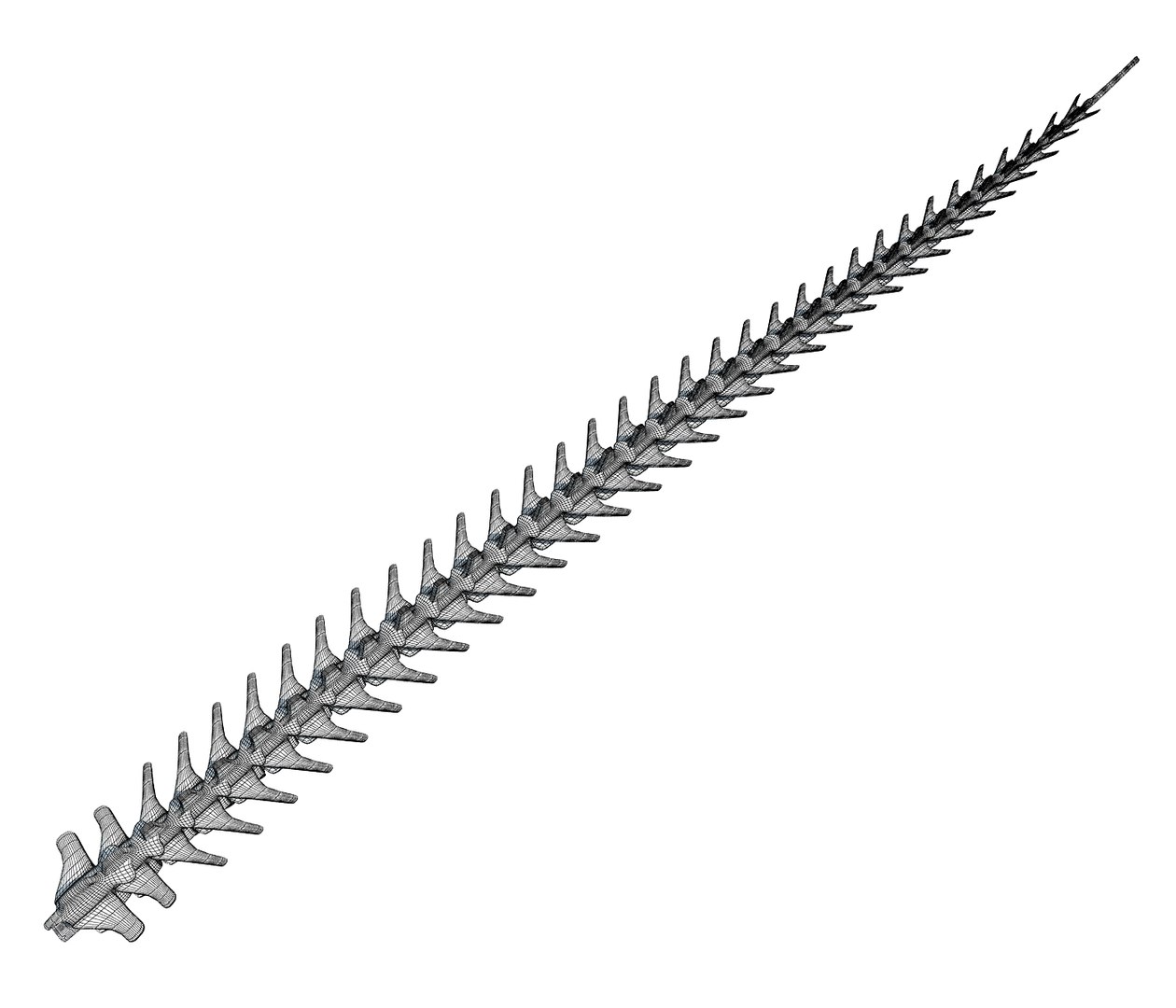 3D Animal Tail Skeleton Model - TurboSquid 1177988