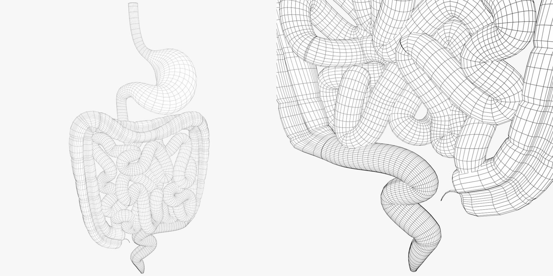 3D Digestive Gastrointestinal Tract 2 Model - TurboSquid 1151722