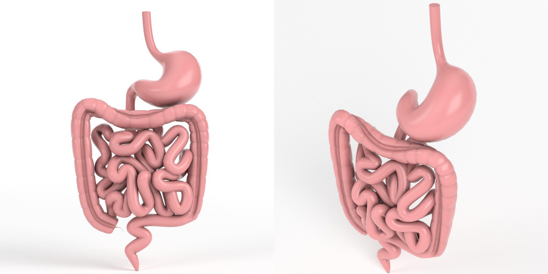 3D Digestive Gastrointestinal Tract 2 Model - TurboSquid 1151722
