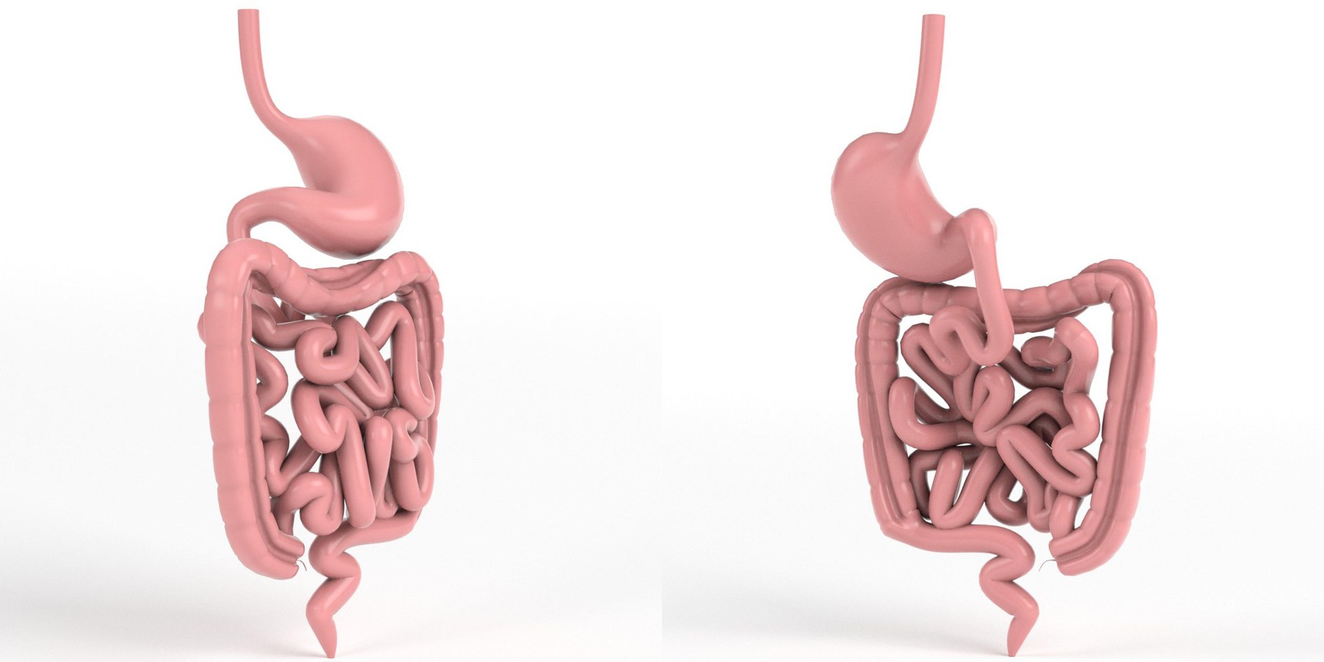 3D Digestive Gastrointestinal Tract 2 Model - TurboSquid 1151722