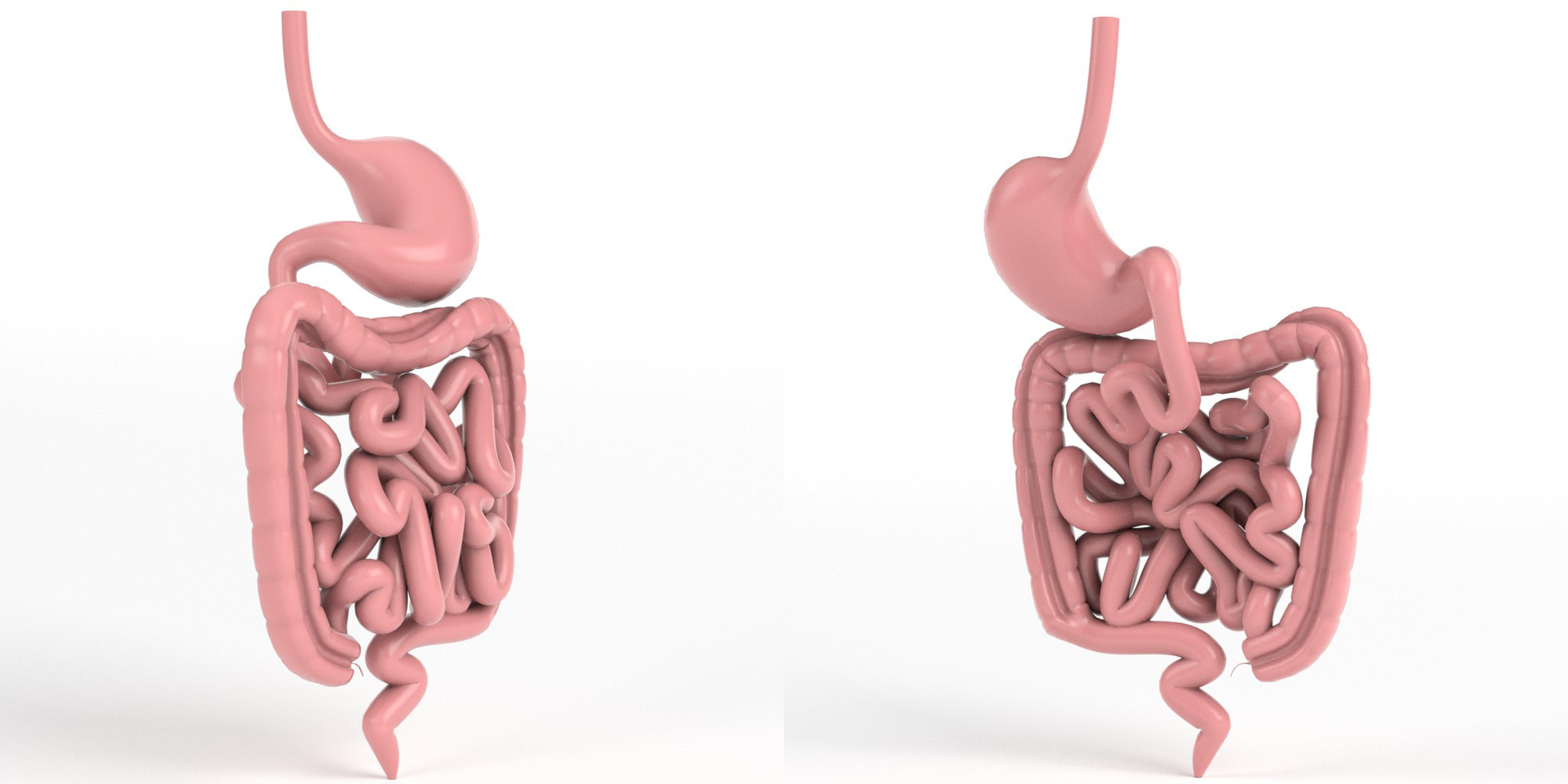 Anatomia - Trato Gastrointestinal Digestivo 2 Modelo 3D - TurboSquid ...