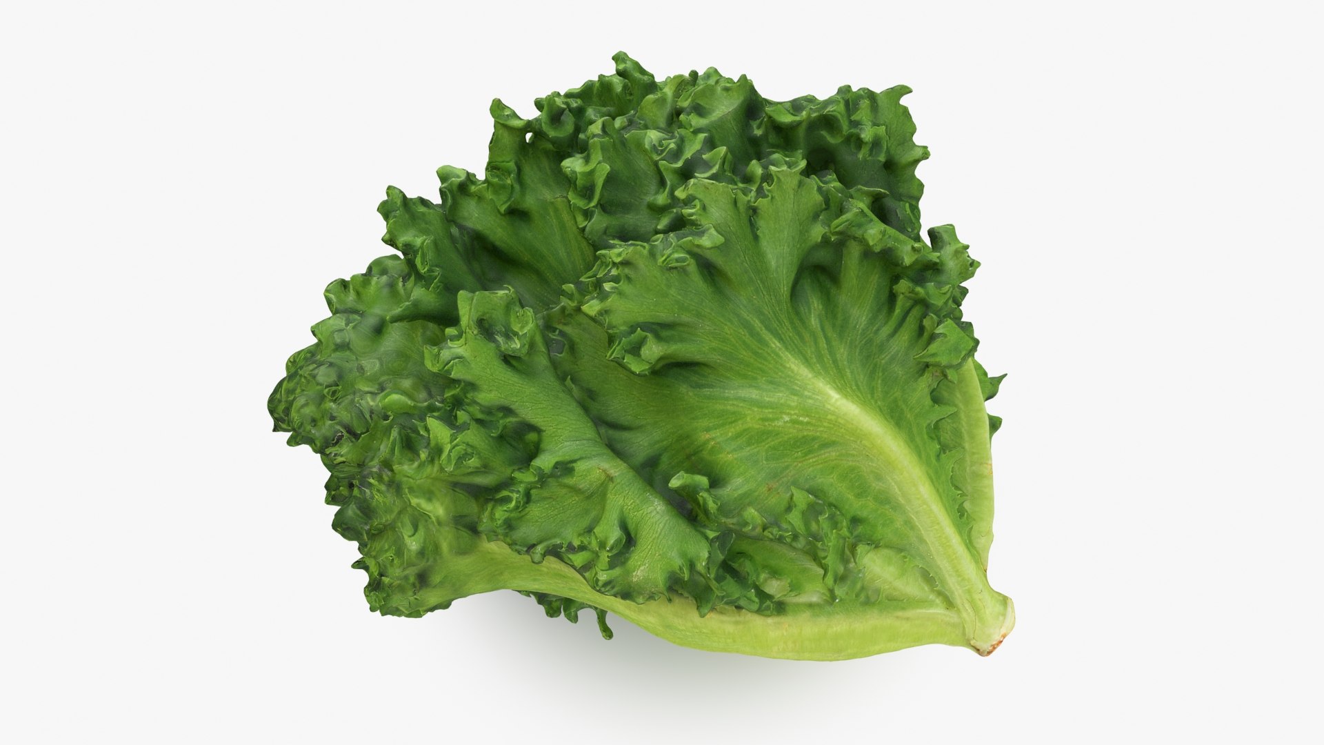 Frillice Iceberg Lettuce 3D - TurboSquid 2228920