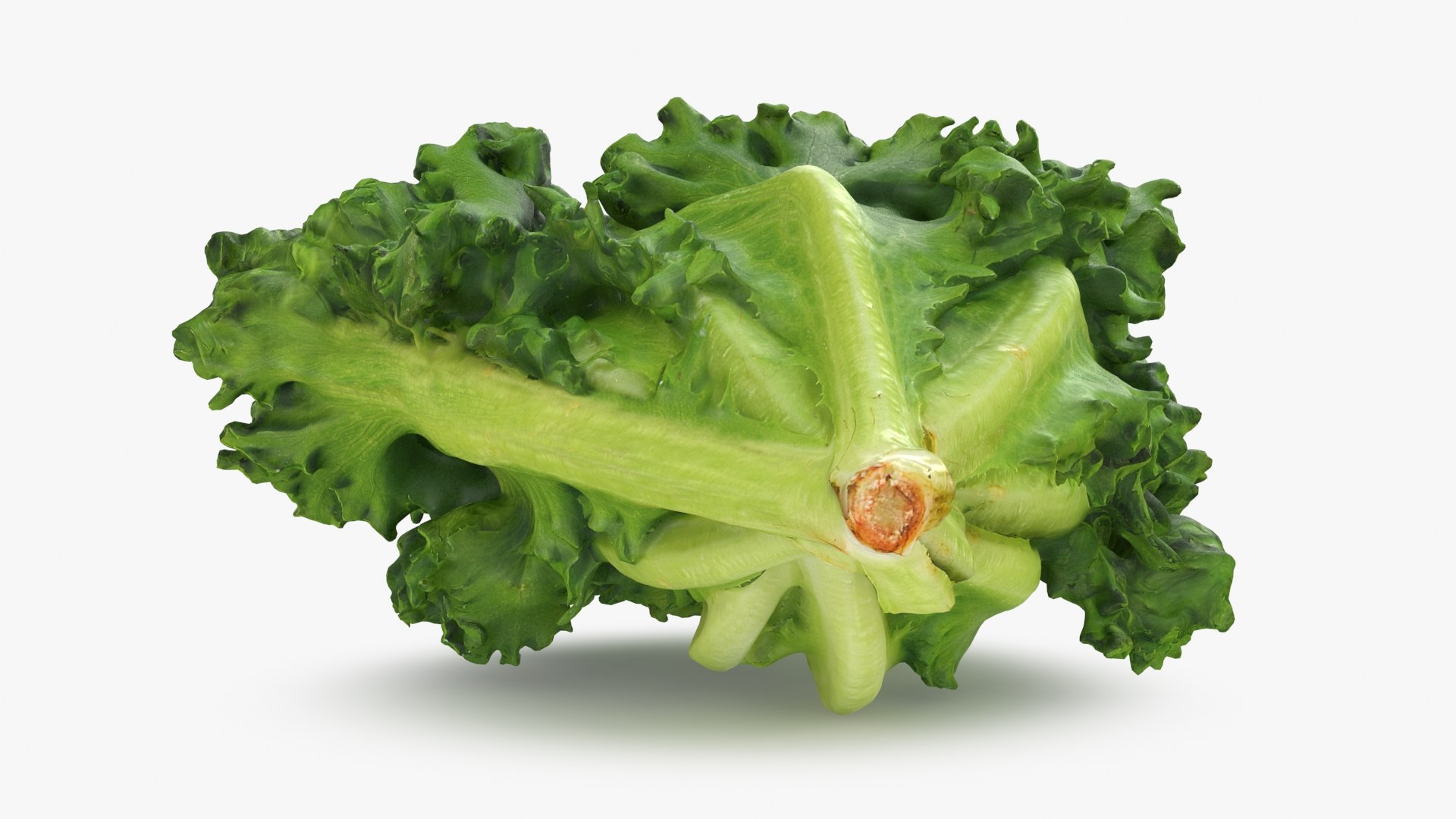 Frillice Iceberg Lettuce 3D - TurboSquid 2228920