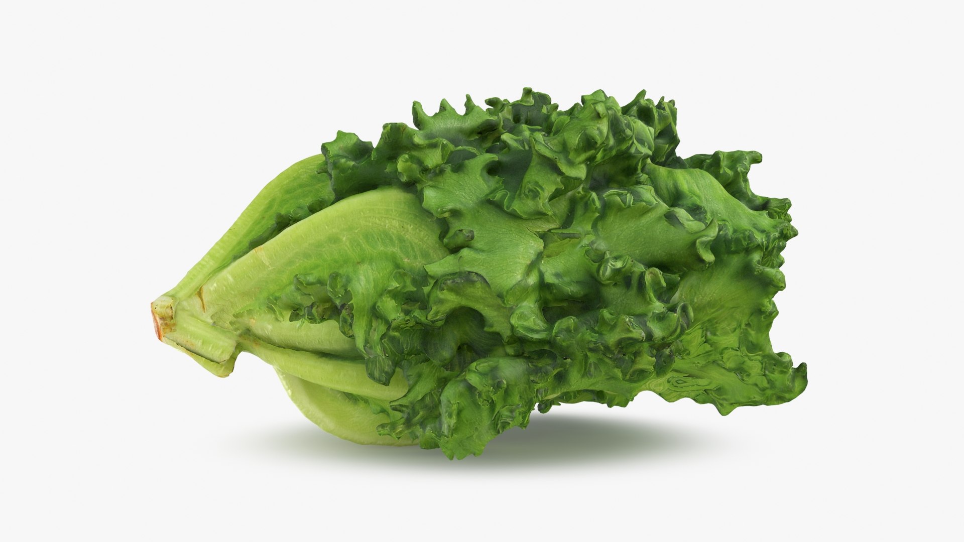 Frillice Iceberg Lettuce 3D - TurboSquid 2228920