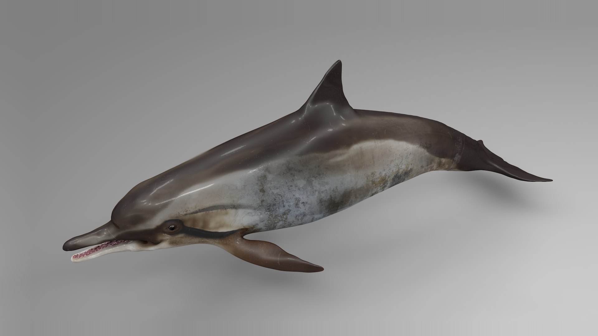 3D Model Dolphin Rigged - TurboSquid 1622166
