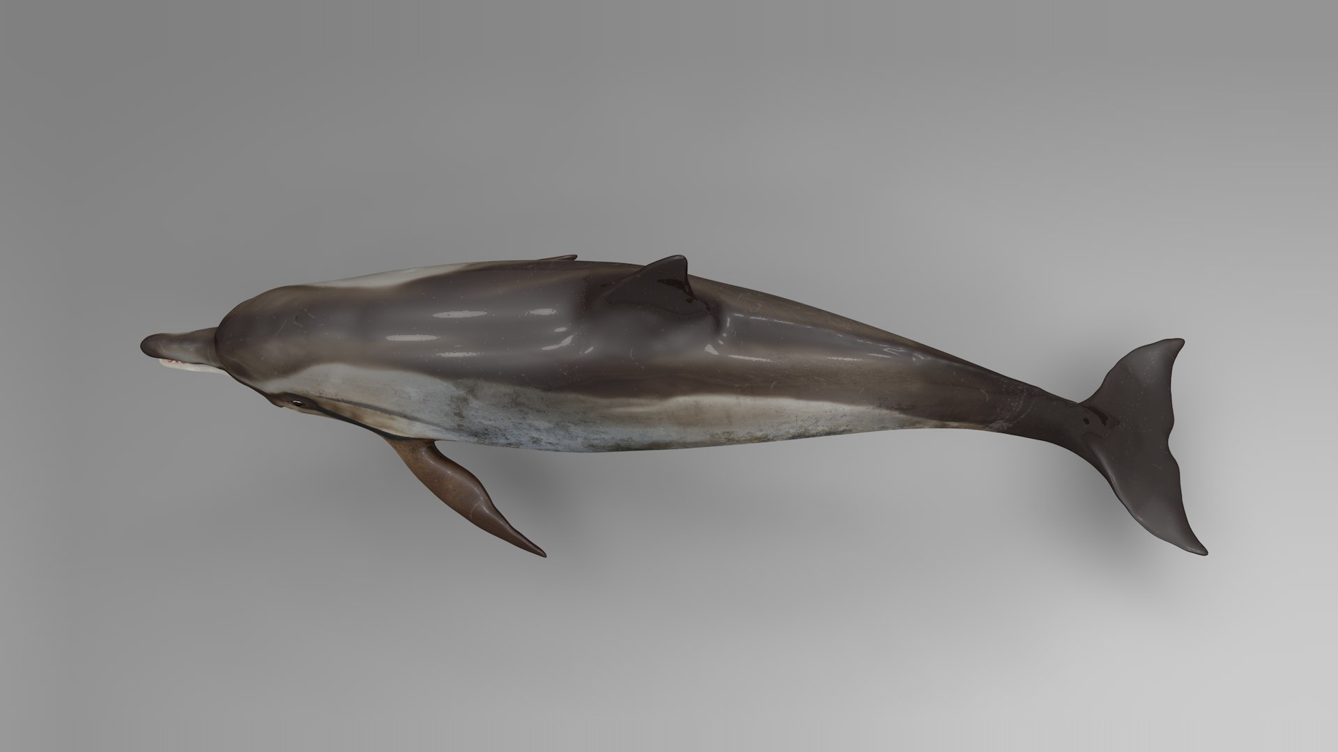 3D Model Dolphin Rigged - TurboSquid 1622166