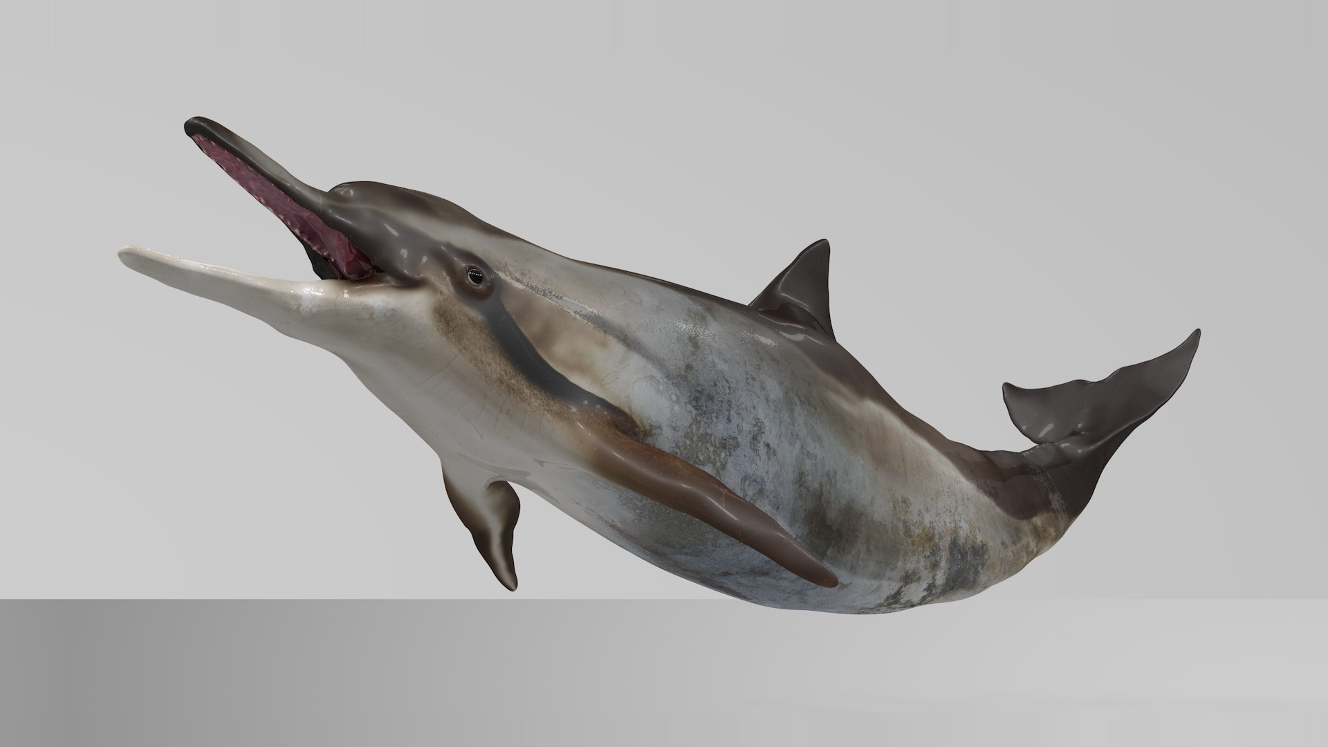 3D Model Dolphin Rigged - TurboSquid 1622166