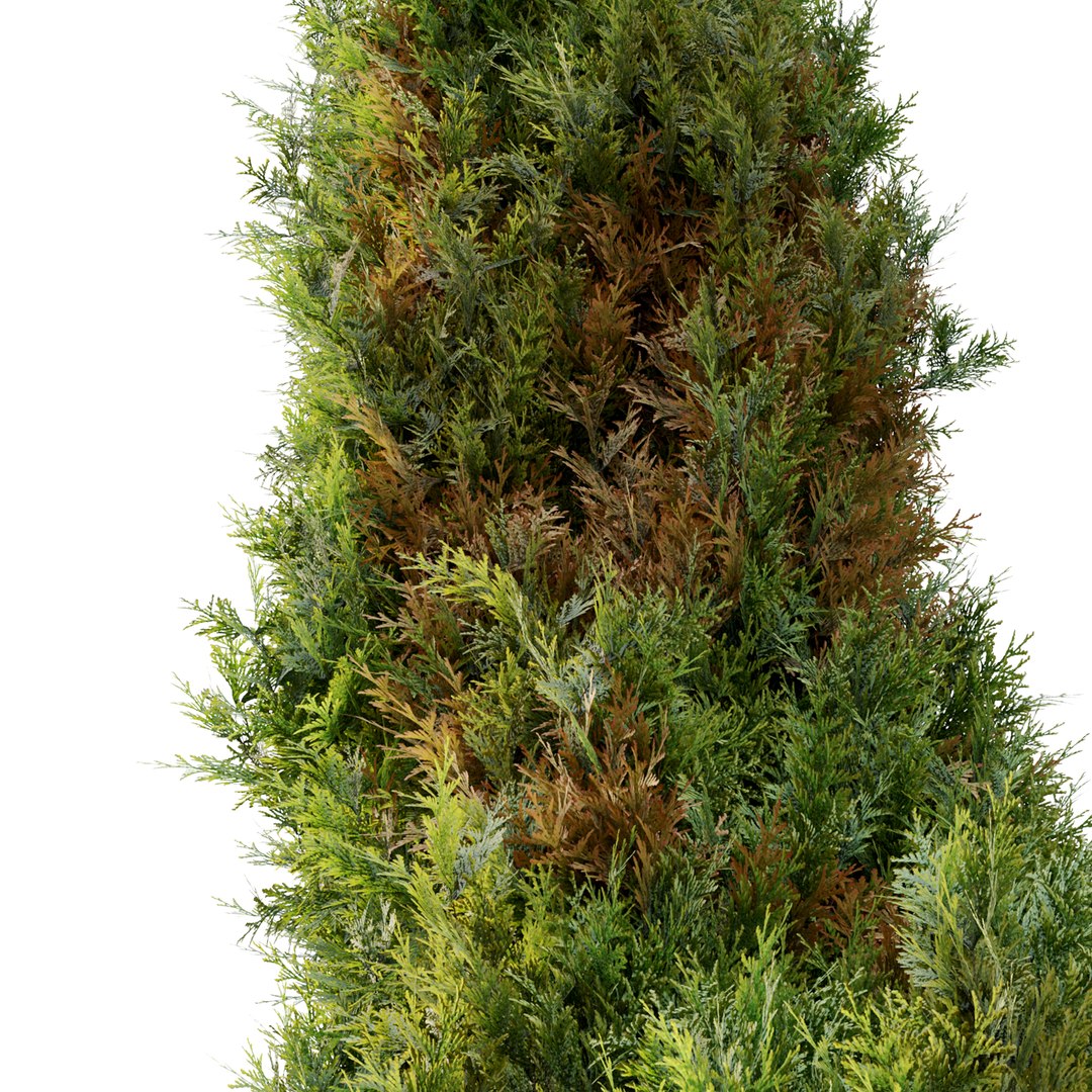 3D Model Italian Cypress - TurboSquid 1948483