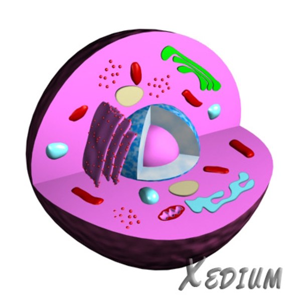 3D 3ds Max Eukaryote Animal Cell