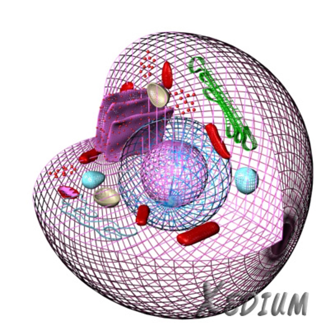 3D Animal Cell - TurboSquid 252370