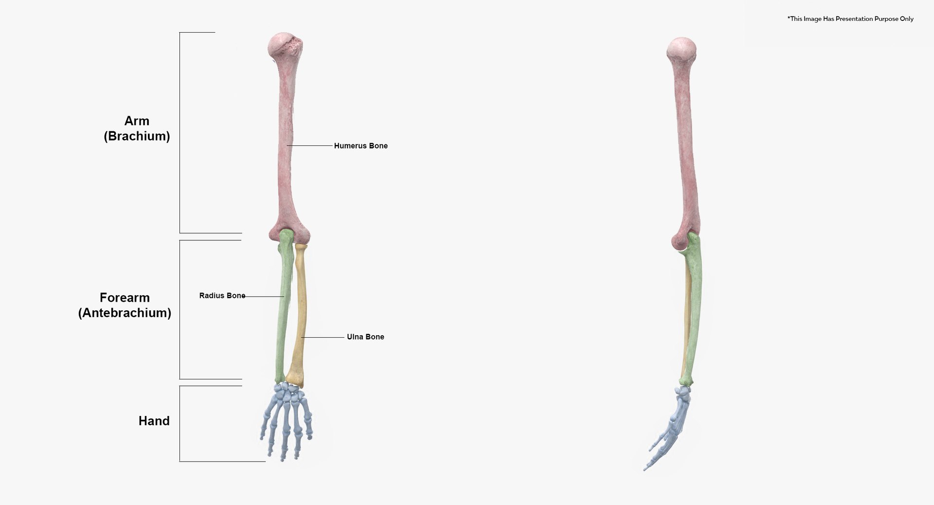 3D Human Arm and Hand Bones Collection White - 4 model - TurboSquid 1750874