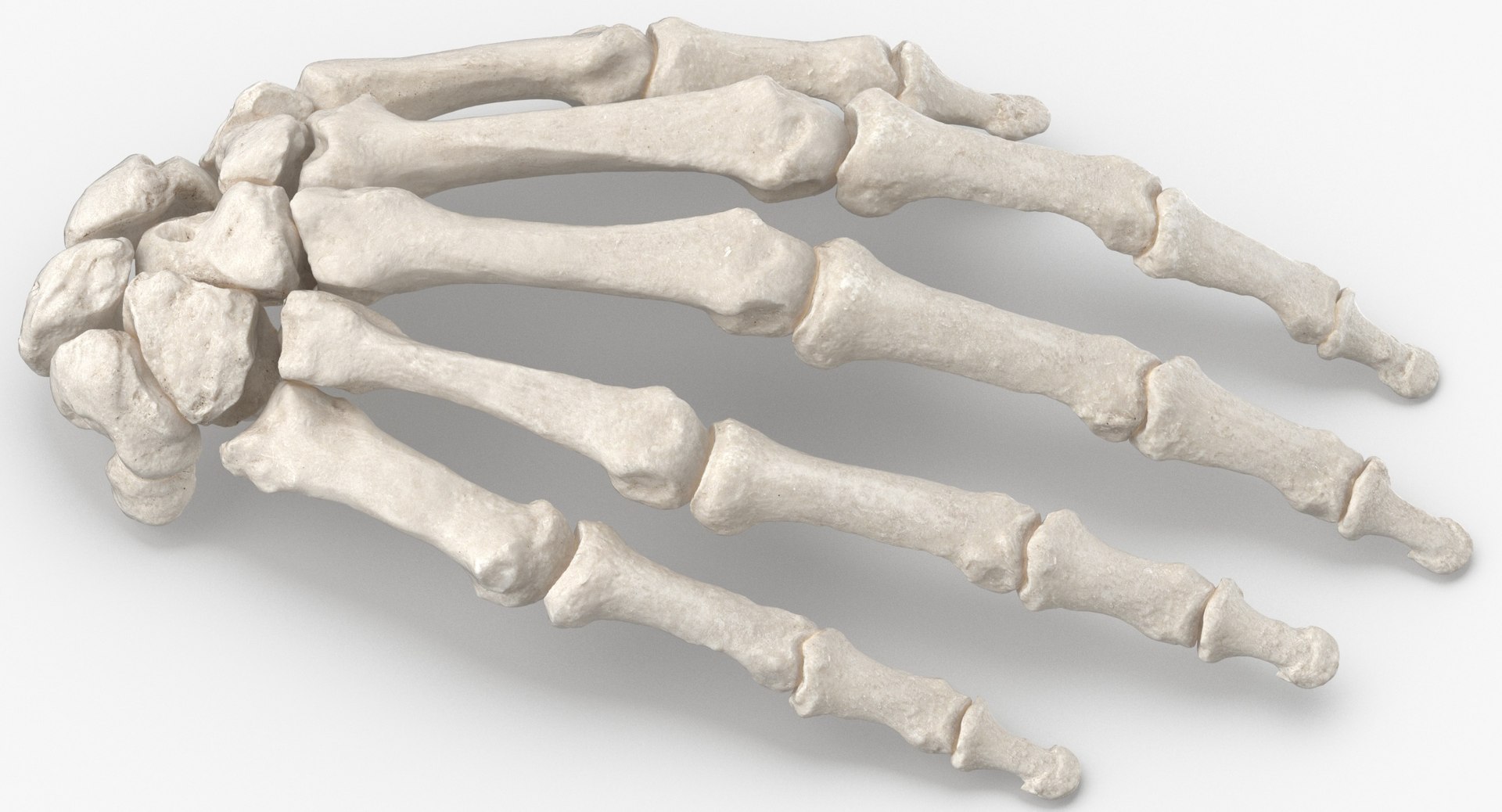 3D Human Arm and Hand Bones Collection White - 4 model - TurboSquid 1750874