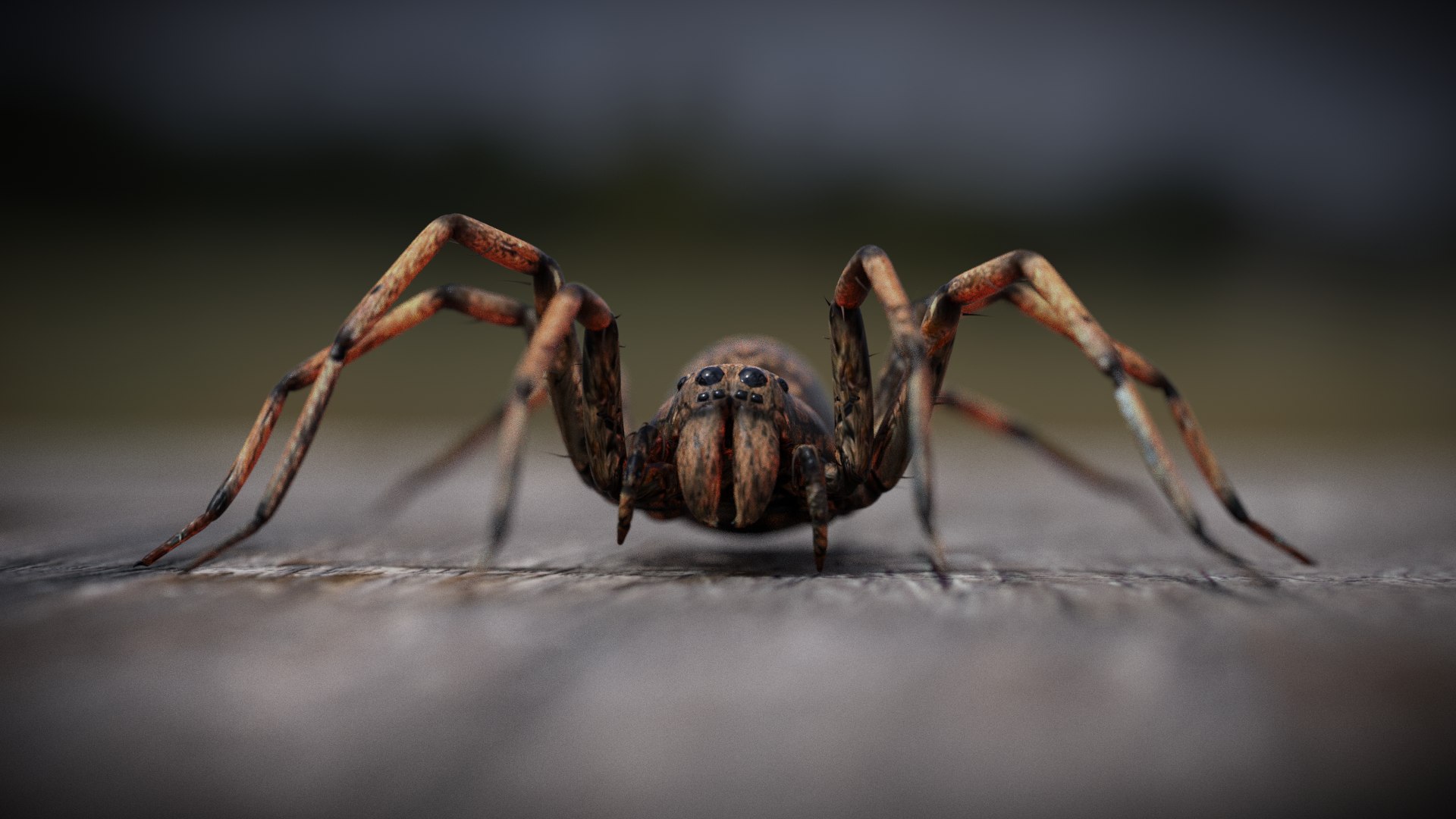 3D Wolf Spider Model - TurboSquid 1929173