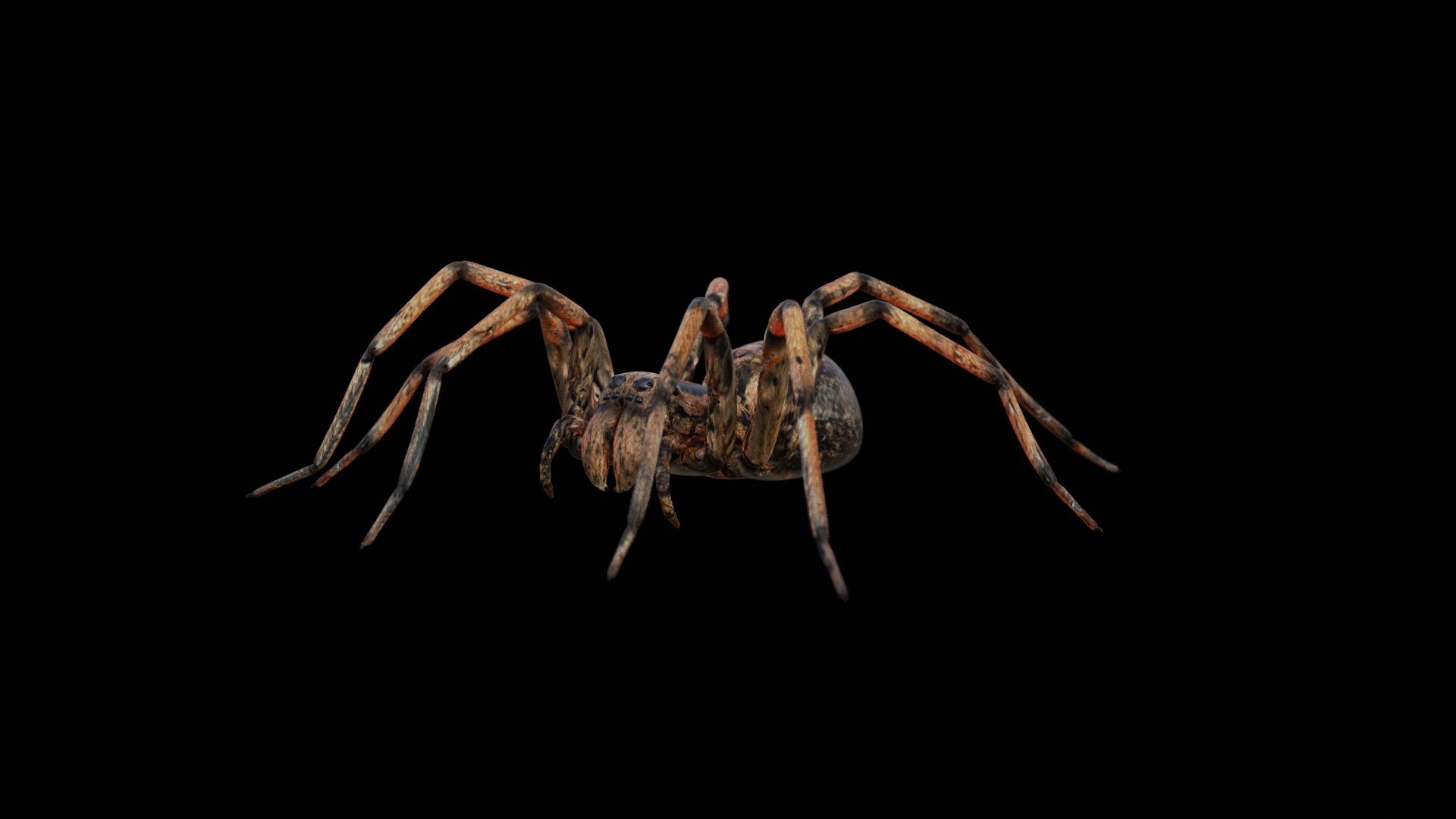 3D Wolf Spider Model - TurboSquid 1929173