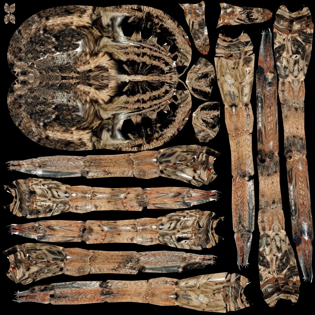 3D Wolf Spider Model - TurboSquid 1929173