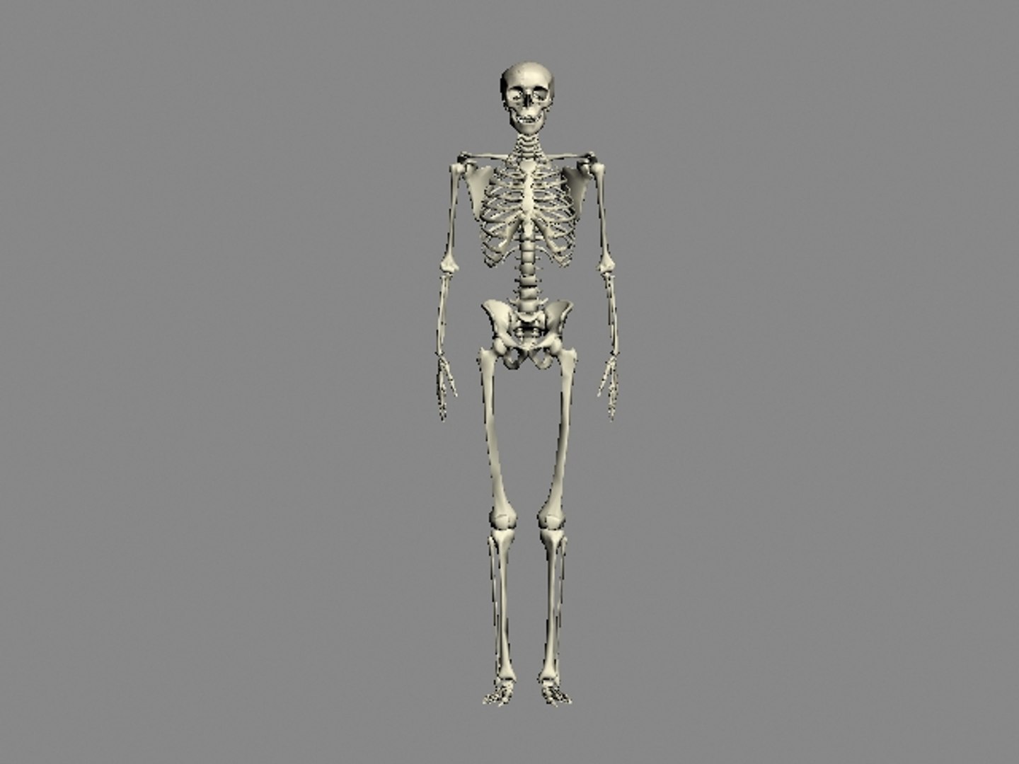 Body Skeleton 3d Model