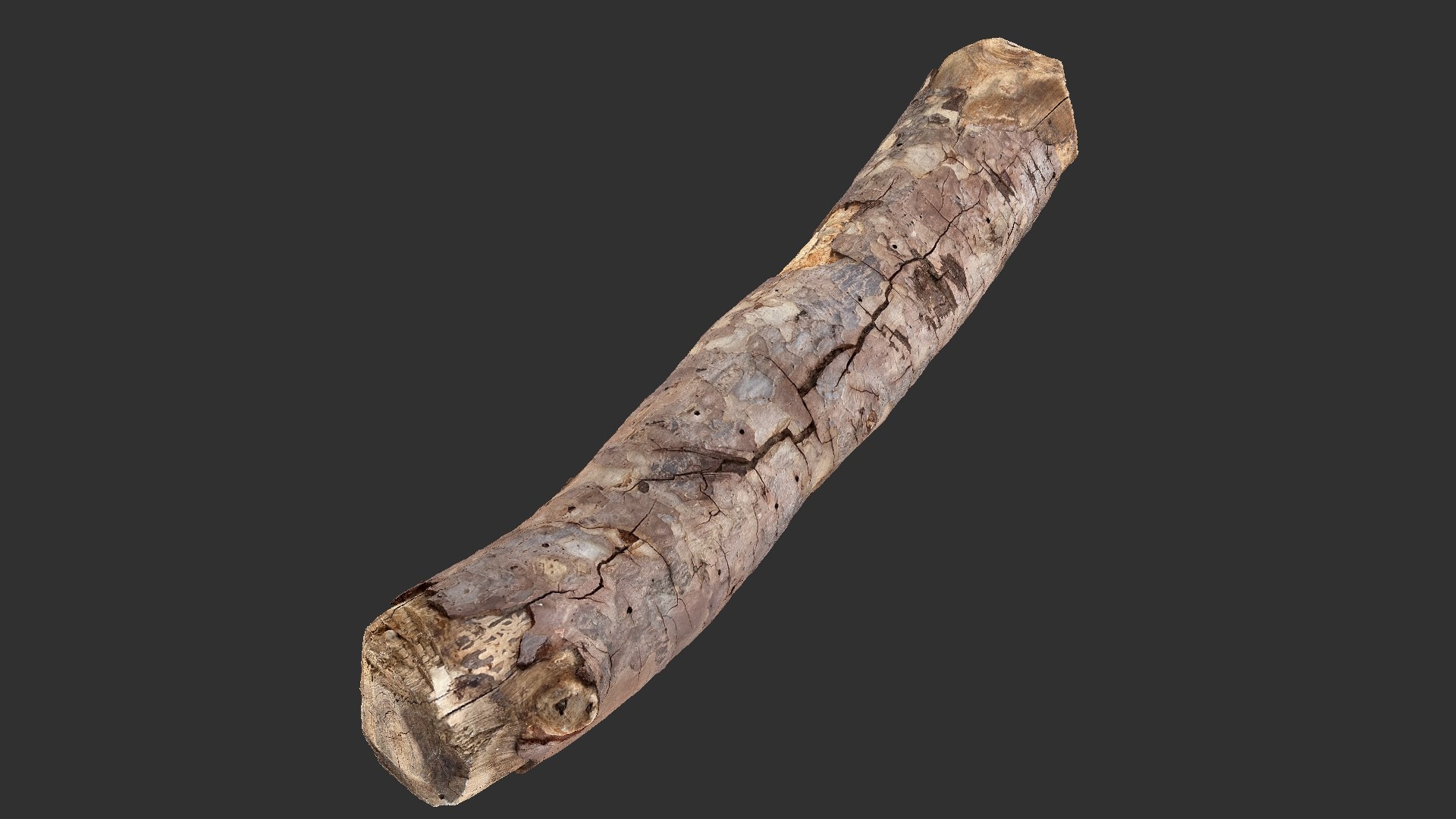 A Section Of Tree 3d Scan In Highpoly 3D - TurboSquid 2202712