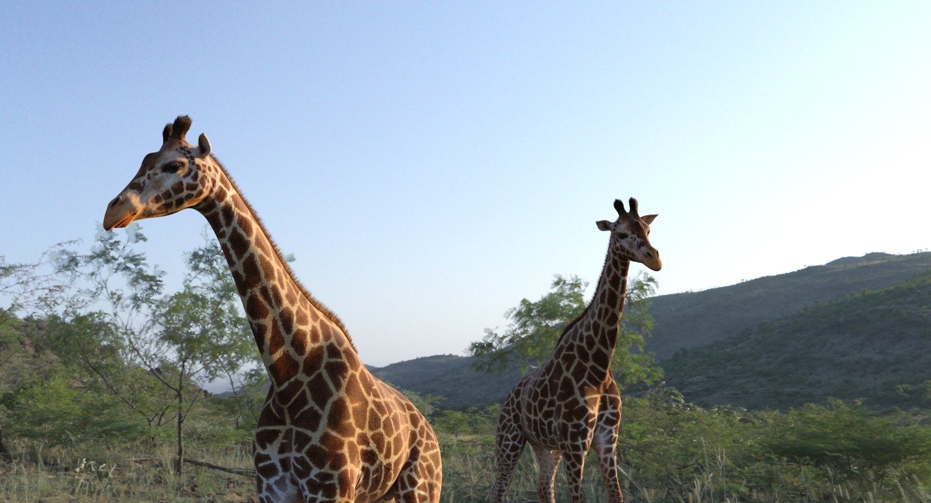 3D Model Giraffe Walking Pose Fur - TurboSquid 1400508