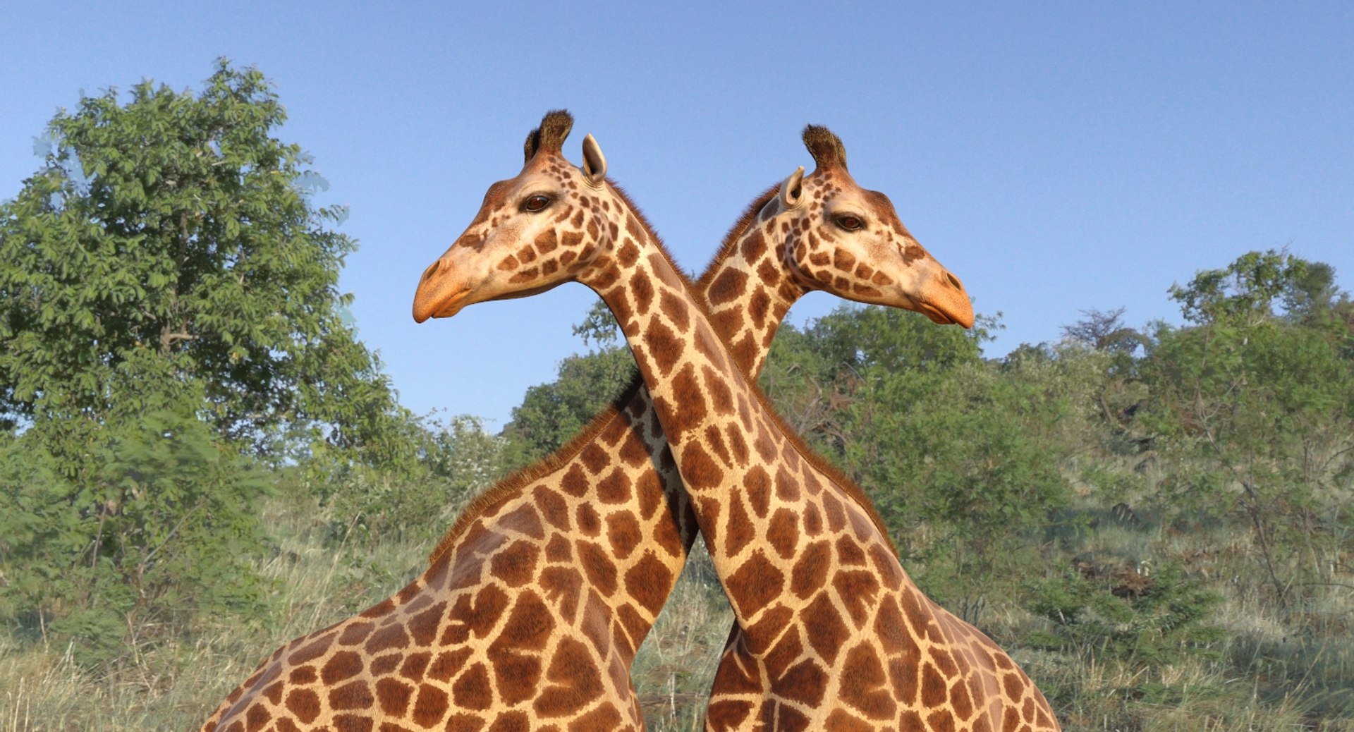 3D Model Giraffe Walking Pose Fur - TurboSquid 1400508