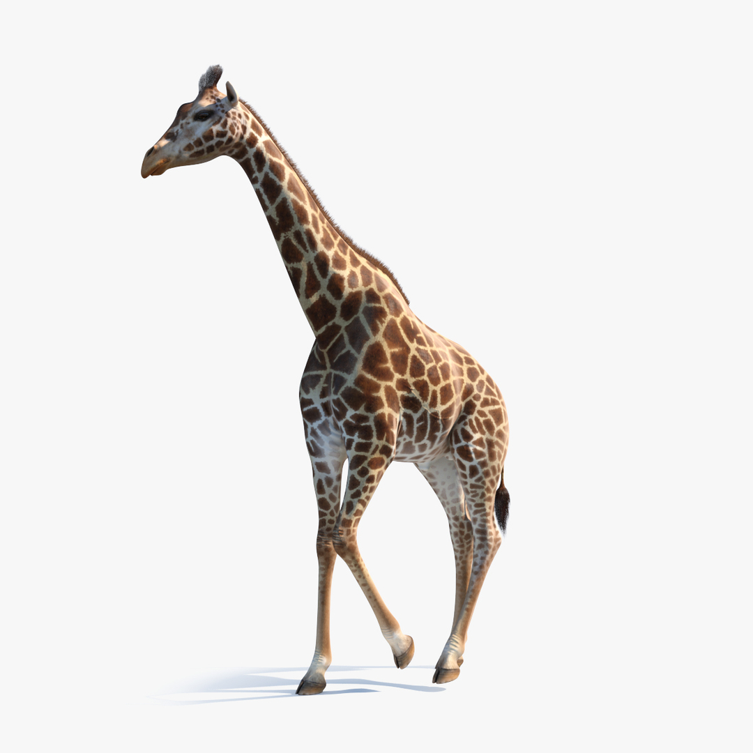 3D Model Giraffe Walking Pose Fur - TurboSquid 1400508
