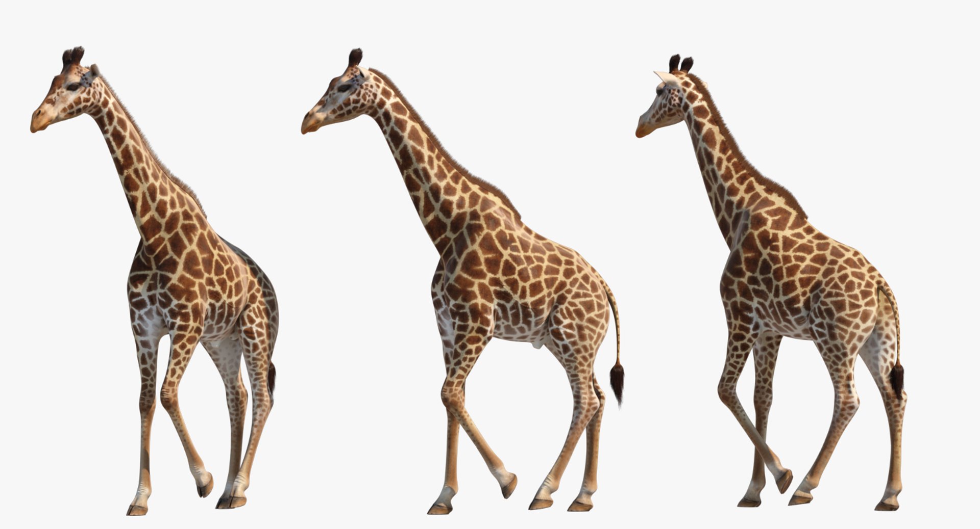 3D Model Giraffe Walking Pose Fur - TurboSquid 1400508