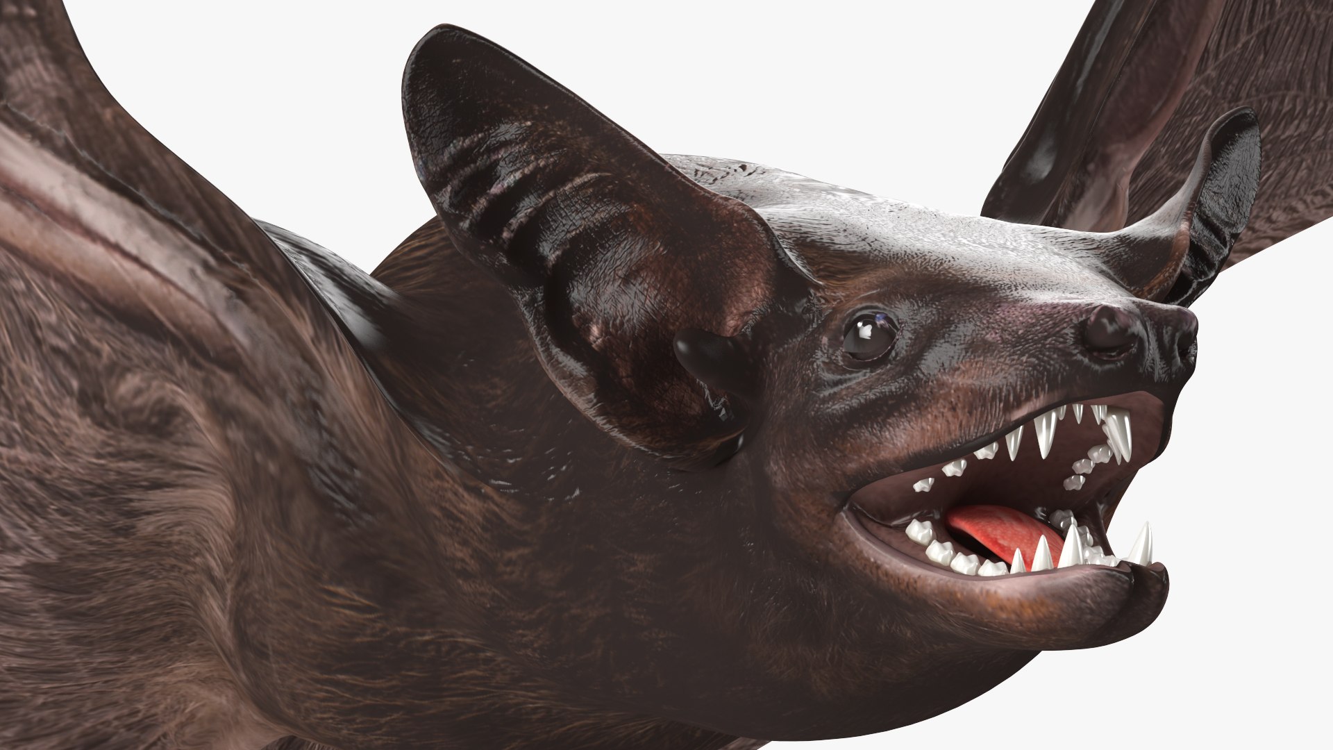 Black Bat Rigged 3D Model - TurboSquid 1858008