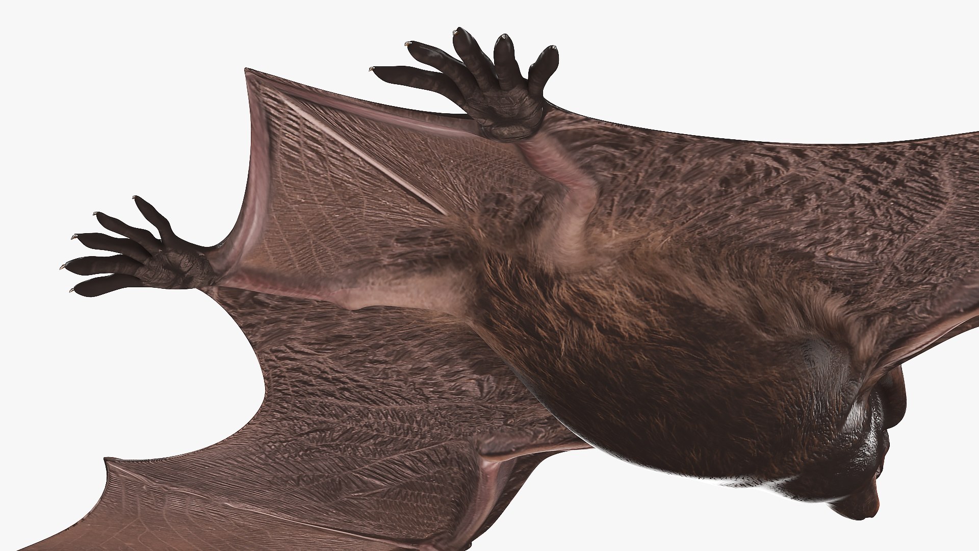 Black Bat Rigged 3D Model - TurboSquid 1858008